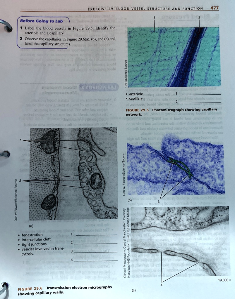 Before Going to Lab 1 Label the blood vessels in Figure 29.5. Identify ...