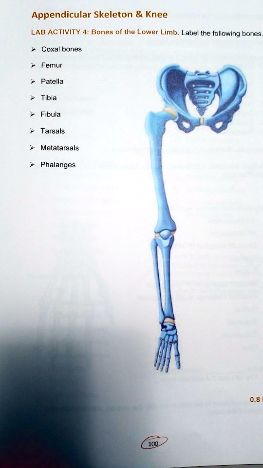 SOLVED: Appendicular Skeleton Knee LAB ACTIVITY 4: Bones of the Lower ... SOLVED: Appendicular Skeleton Knee LAB ACTIVITY 4: Bones of the Lower ...