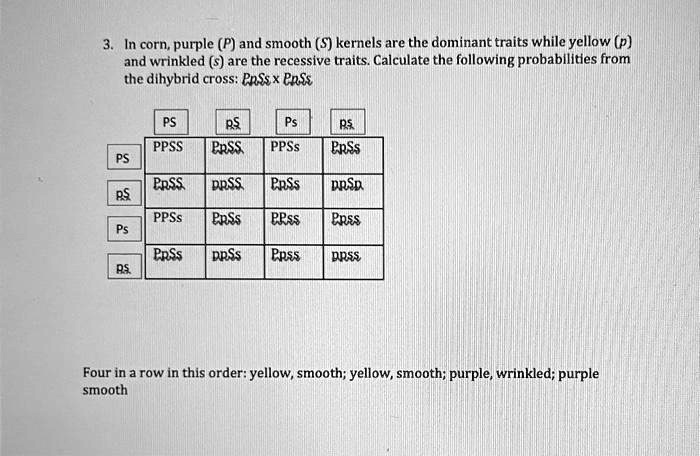 in corn purple and smooth s kernels are the dominant traits while ...