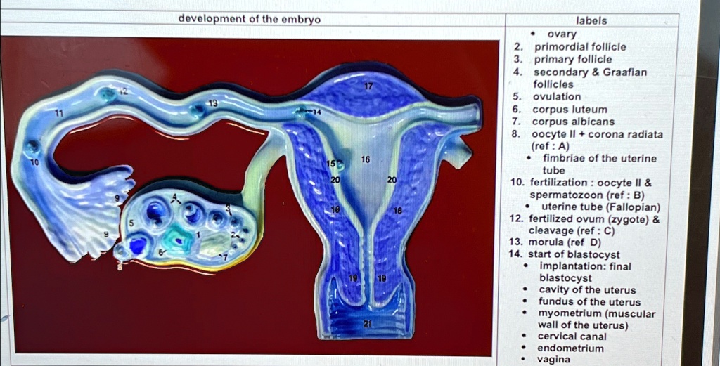 label this diagram using the words in the table below development of ...