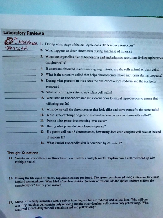 SOLVED: Laboratory Review 5 @Lreetaze During what stage of the cell ...