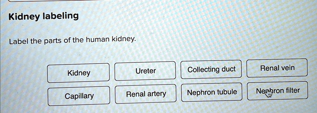Kidney labeling Label the parts of the human kidney. Kidney labeling ...