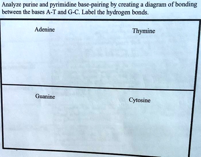 analyze purine and pyrimidine base pairing by creating a diagram of ...