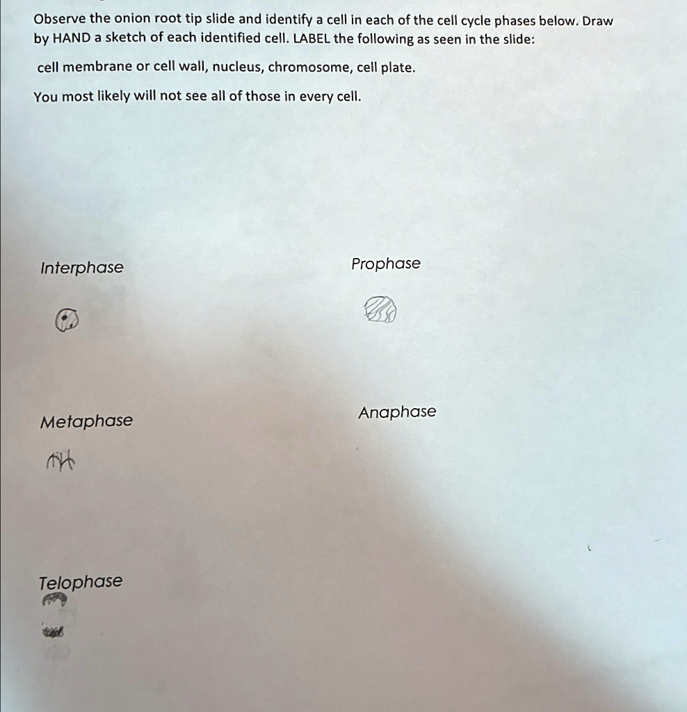 Observe the onion root tip slide and identify a cell in each of the ...