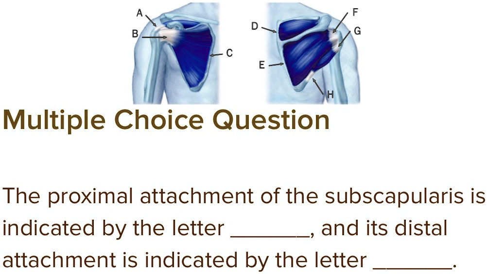 Multiple Choice Question The proximal attachment of the subscapularis ...