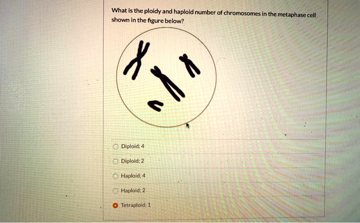 SOLVED: What is the ploidy and haploid number of chromosomes in the ...