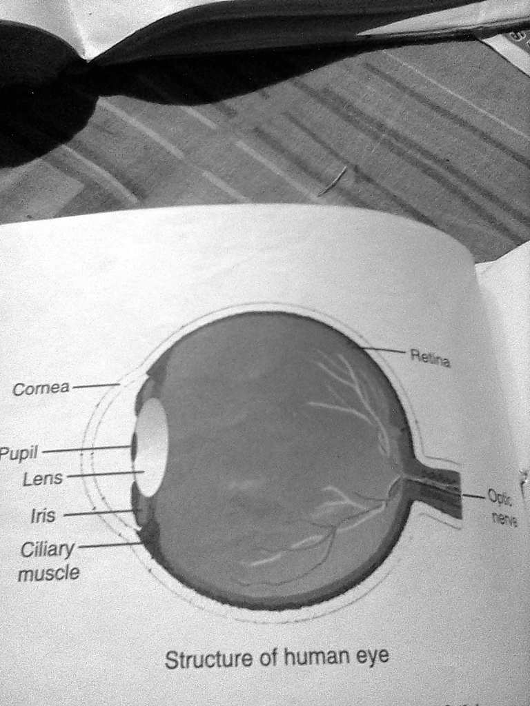 Solved Explain The Functions Of Eye Cornea Pupil Lens Iris Ciliary