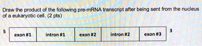 draw the product of the following pre mrna transcript after being sent from the nucleus of a ...