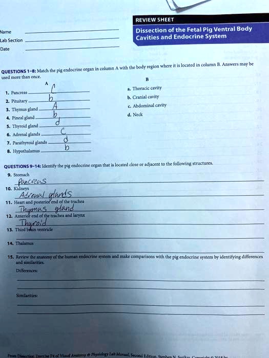 Name Lab Section Date REVIEW SHEET Dissection of the Fetal Pig Ventral Body Cavities and ...