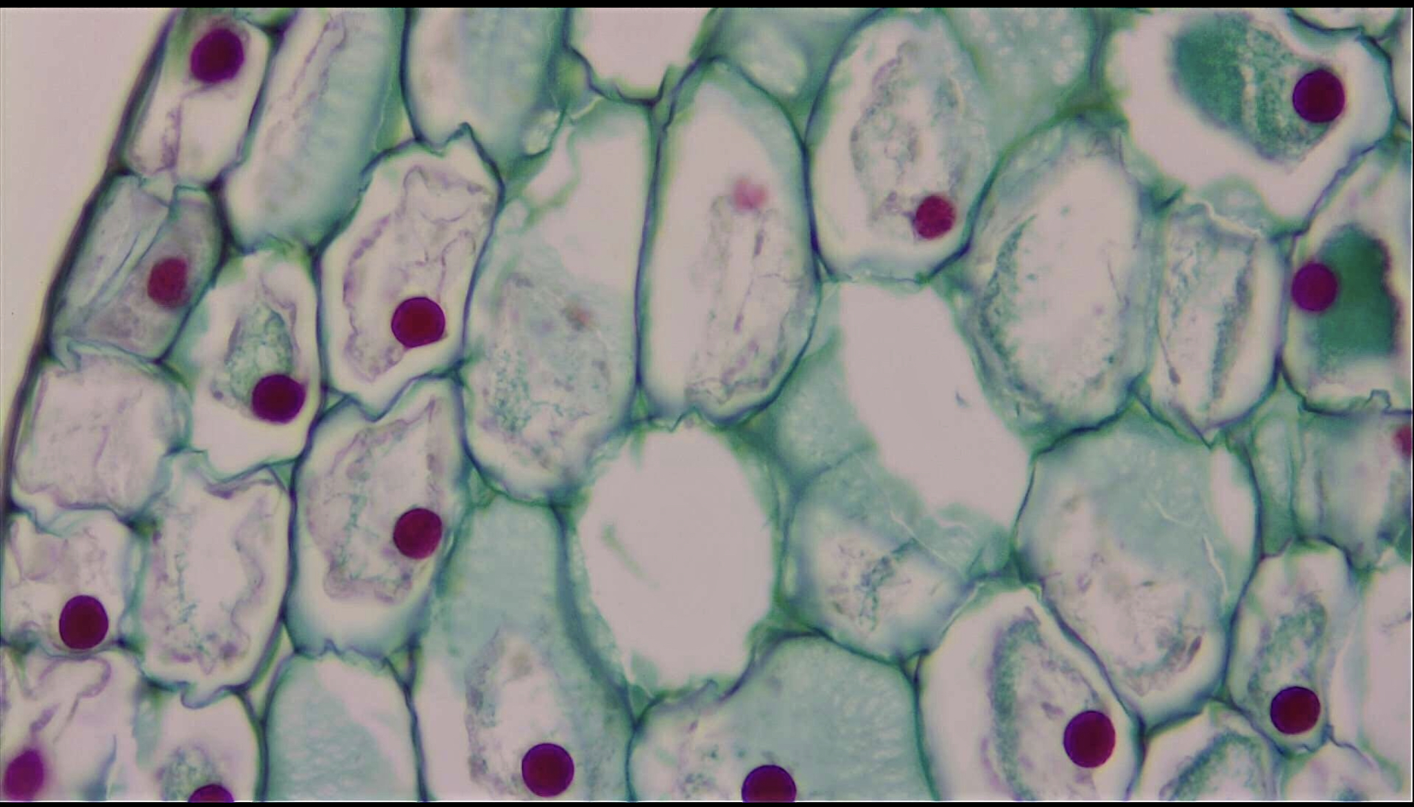 SOLVED: Your assignment is to create a figure showing the results of ...