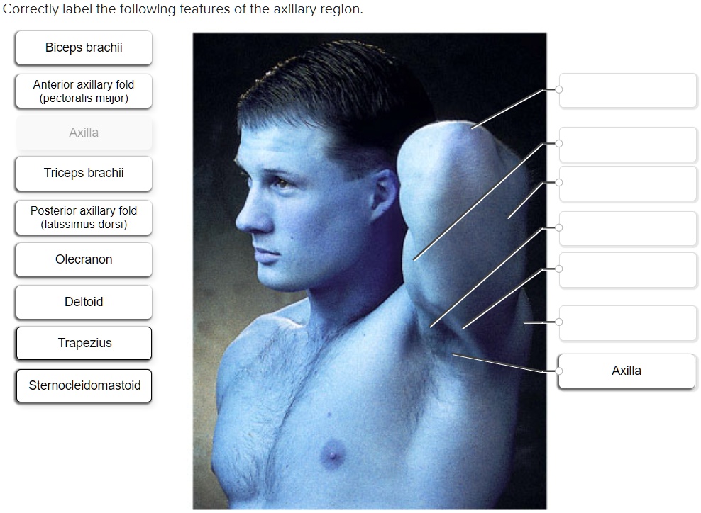 SOLVED: Correctly label the following features of the axillary region ... SOLVED: Correctly label the following features of the axillary region ...