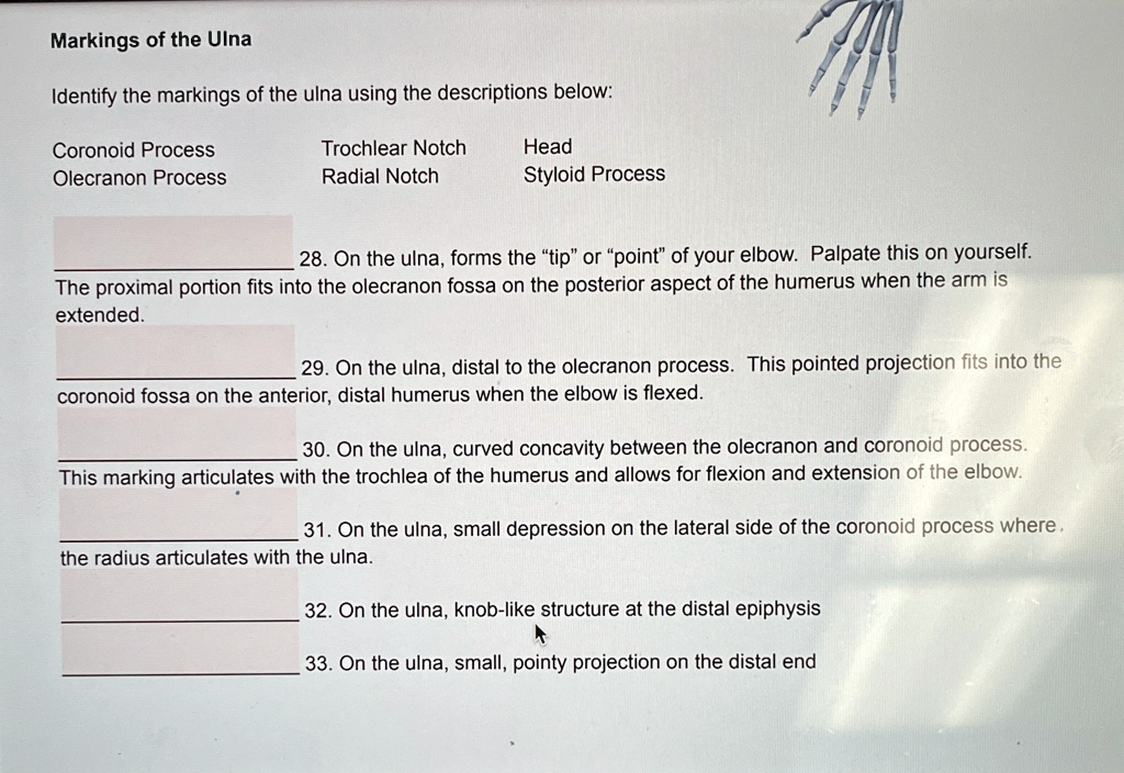 markings of the ulna identify the markings of the ulna using the ...