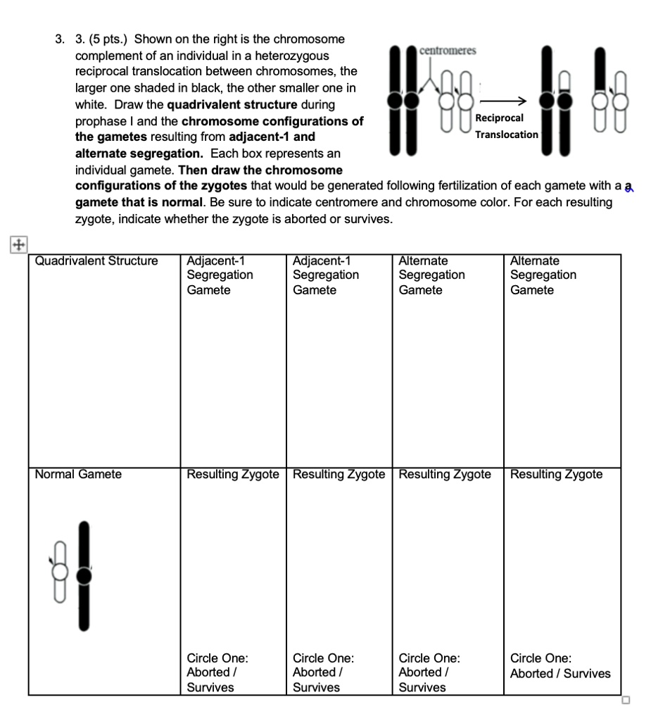 3 5 pts shown on the right is the chromosome complement of an ...