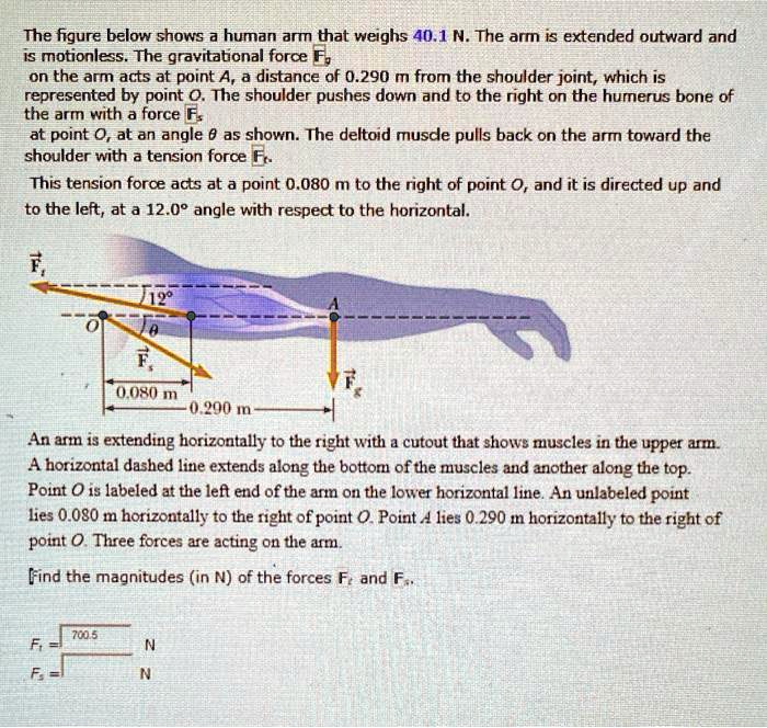the figure below shows a human ar that weighs 401 n the arm is extended ...