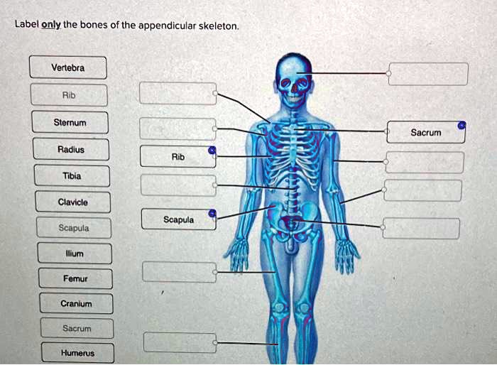 Label only the bones of the appendicular skeleton. Vertebra Rib Sternum ...