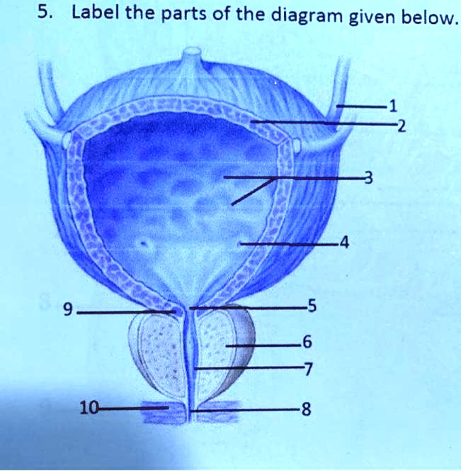 SOLVED: Label the parts of the diagram given below. 5. Label the parts ... SOLVED: Label the parts of the diagram given below. 5. Label the parts ...