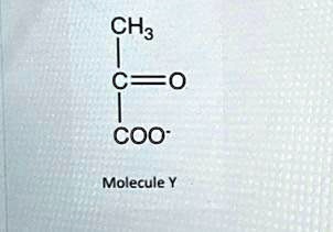 SOLVED:C=0 COO Molecule Y CH3