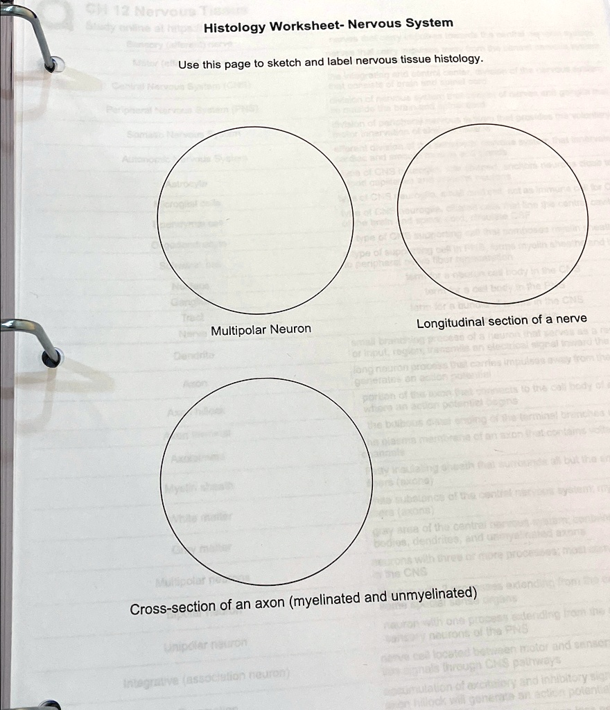 CH 12 Nervous Tiesi Standy ne at https Histology Worksheet- Nervous ...
