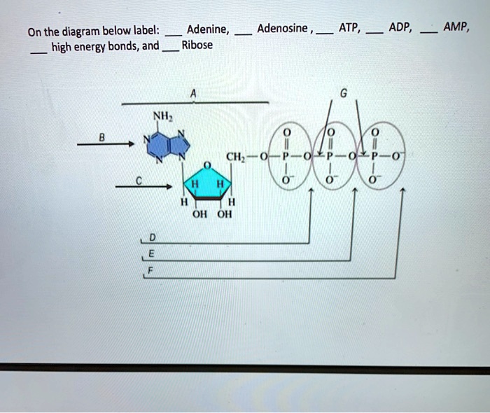 on the diagram below label adenine high energy bonds and ribose ...