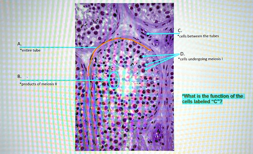 A. *entire tube B. *products of meiosis II C. *cells between the tubes ...