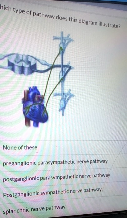 hich type of pathway does this diagram illustrate? None of these ...