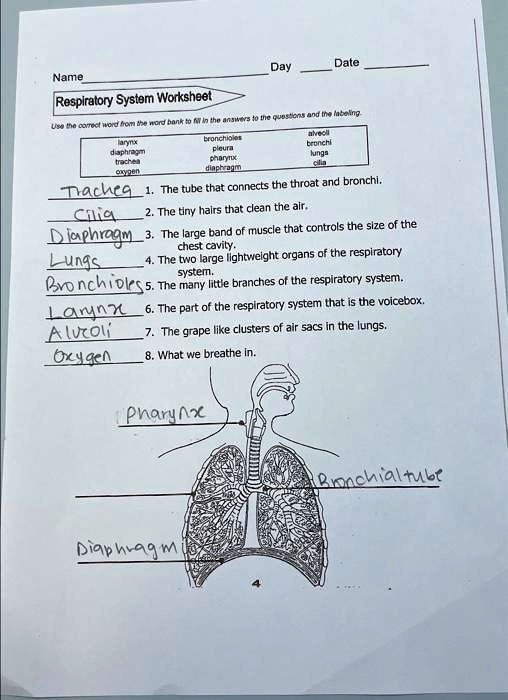 Respiratory System Worksheet