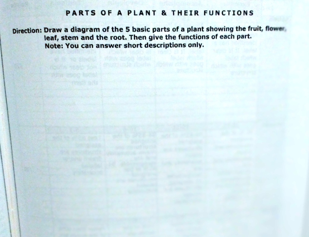 PARTS OF A PLANT THEIR FUNCTIONS Direction: Draw a diagram of the 5 ...