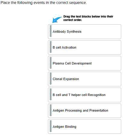 Place the following events in the correct sequence. Antibody...