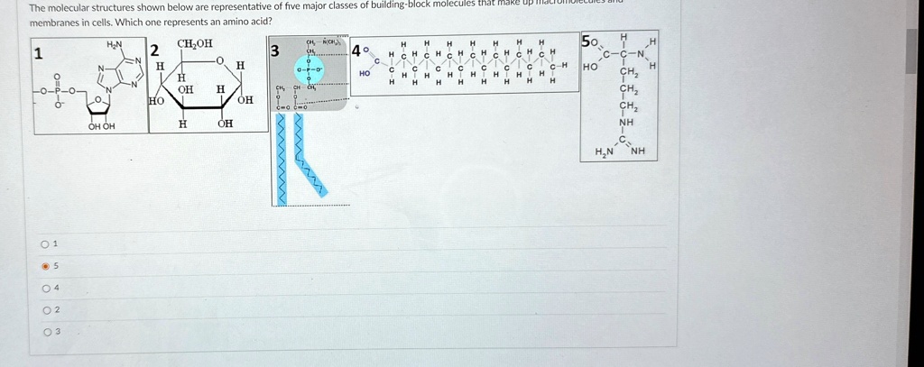 SOLVED: membranes in cells. Which one represents an amino acid? 1 5 4 2 3 The molecular ...
