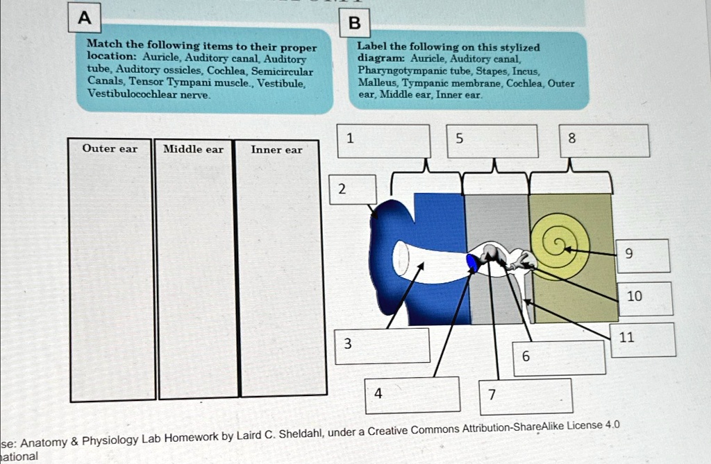 A Match the following items to their proper location: Auricle, Auditory ...