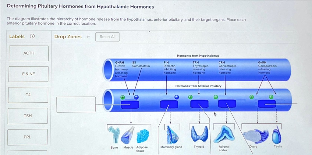 Determining Pituitary Hormones from Hypothalamic Hormones The diagram ...