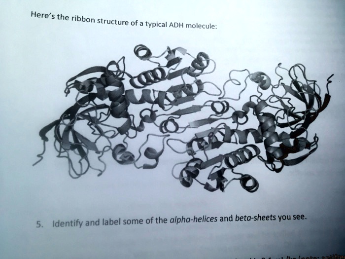 SOLVED: Here' - the ribbon structure of a typical ADH molecule ...