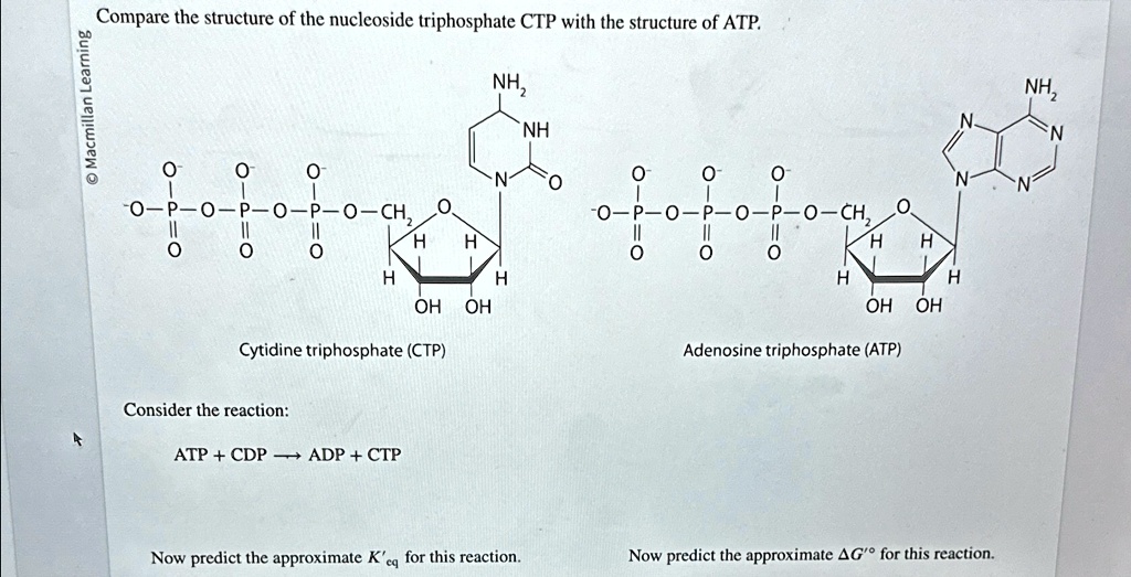 Compare the structure of the nucleoside triphosphate CTP with the structure of ATP. NH? NH N O ...