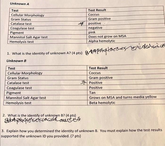 Unknown A Test Cellular Morphology Gram Status Catalase test Coagulase ...