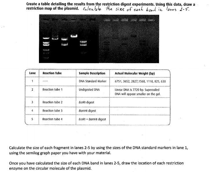 Create Table Detailing The Results From The Restriction Digest 4416
