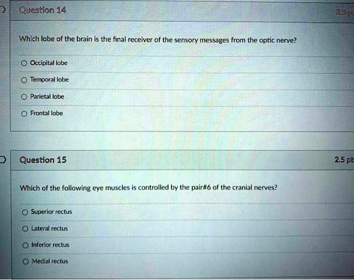 ? Question 14 Which lobe of the brain is the final receiver of the ...