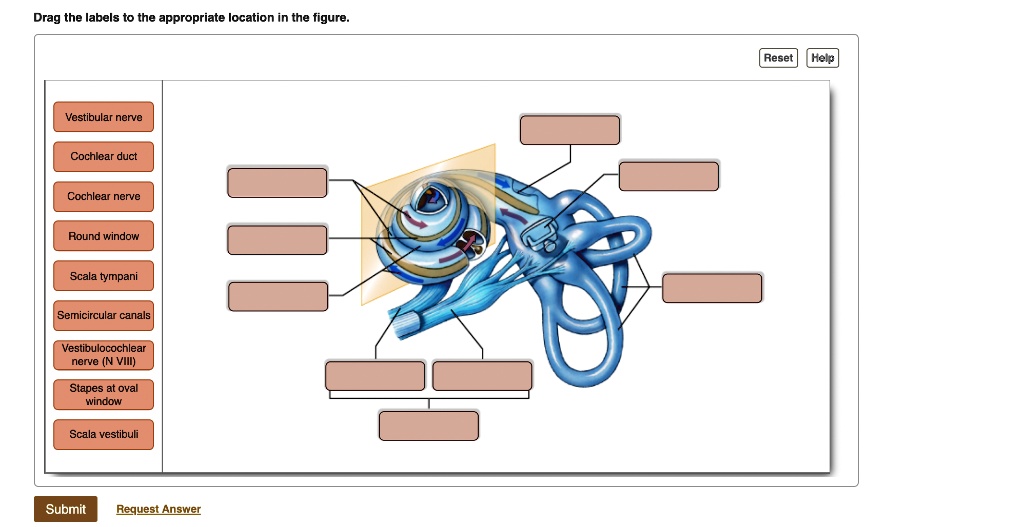SOLVED: Drag the labels to the appropriate location in the figure ...