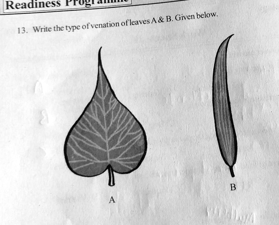 Readiness Progi 13. Write the type of venation of leaves A B. Given ...