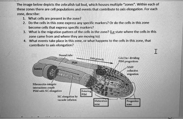 SOLVED: Can you answer the following questions for cells in the ...