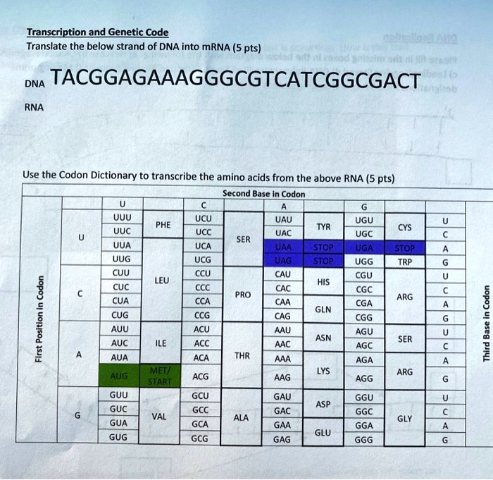 trnscriptionand genetic code translate the below strand of dna into ...