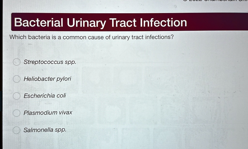 Bacterial Urinary Tract Infection Which bacteria is a common cause of ...