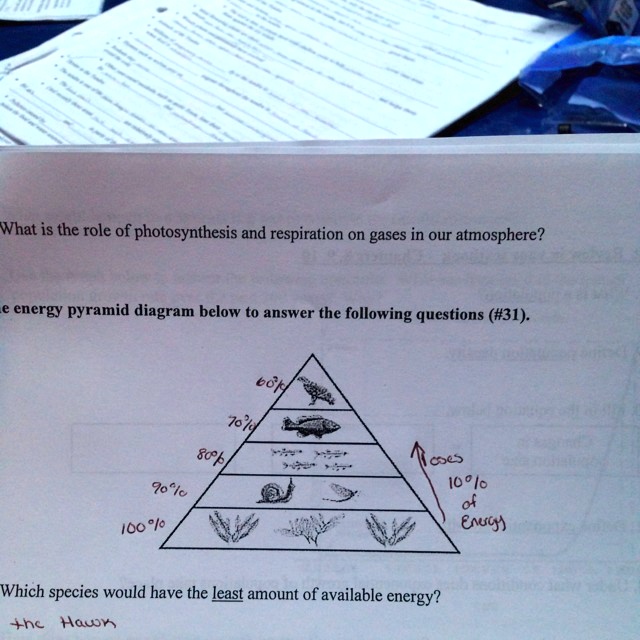 What is the role of photosynthesis and respiration on gases in our ...