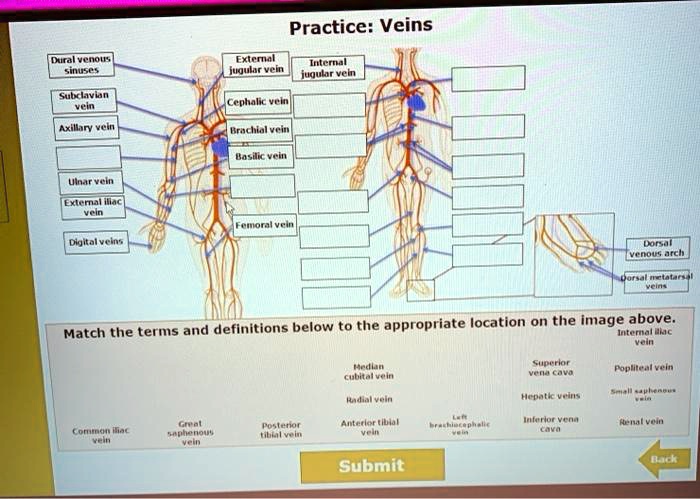 Dural venous sinuses Subclavian vein Axillary vein External jugular ...