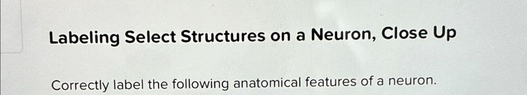 labeling select structures on a neuron close up correctly label the ...