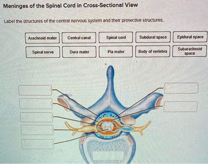 Meninges of the Spinal Cord in Cross-Sectional View Label the structures of the central nervous ...