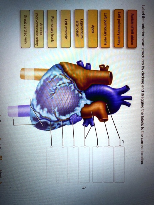 Label the anterior heart structures by clicking and dragging the labels ...