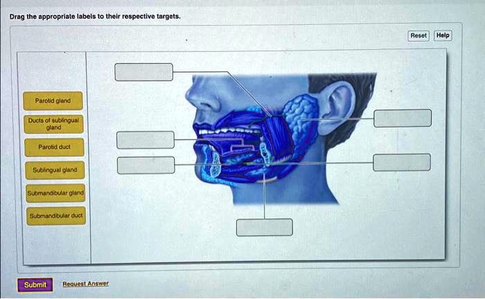 SOLVED: help please Drag the appropriate labels to their respective ...