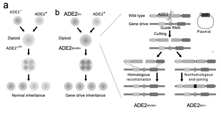 a ADE2? ADE2? b ADE2?drv ADE2? ADE2 Wild type Cas9 Gene drive Guide RNA ...