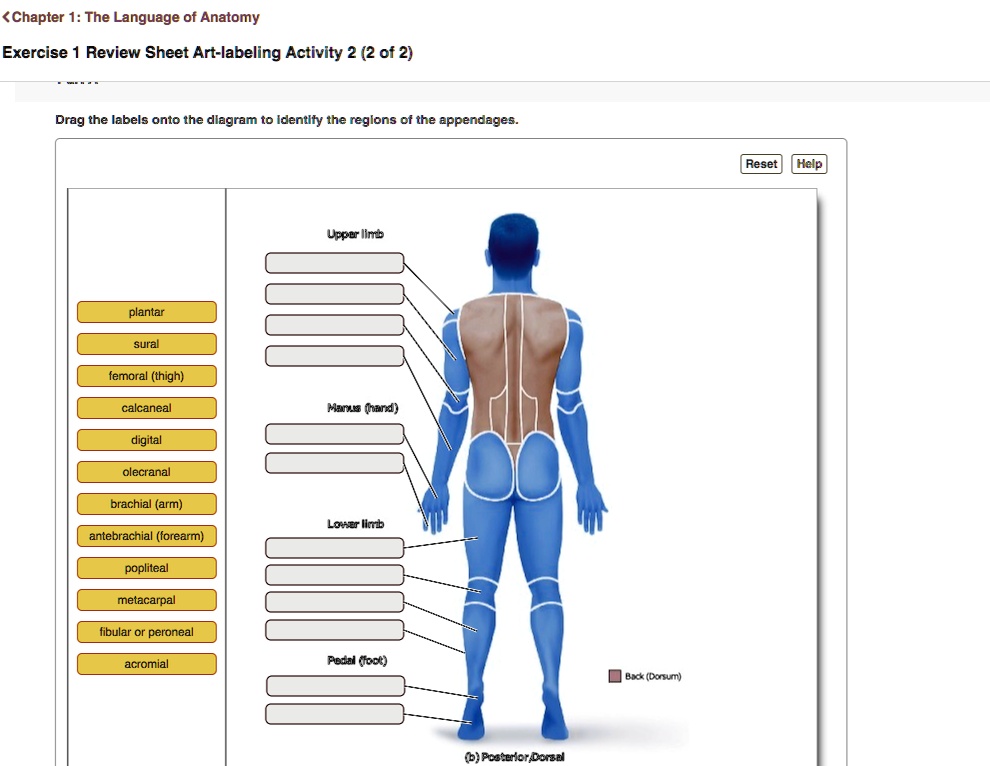chapter 1 the language of anatomy exercise 1 review sheet art labeling activity 2 2 of 2 drag ...
