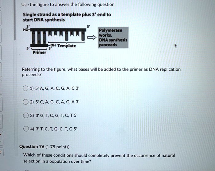 SOLVED: Use the figure to answer the following question Single strand as template plus 3' end to ...